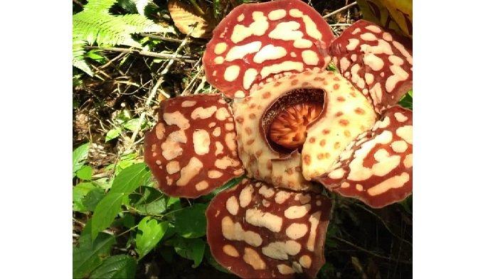 Bunga Langka Rafflesia Hasseltii Ditemukan di Nagari Aia Angkek ...