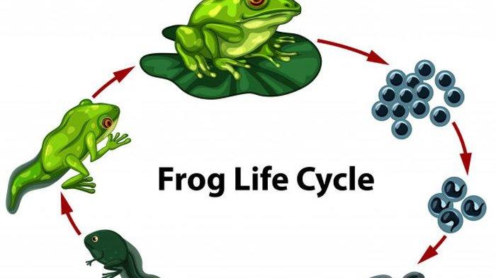 Jelaskan Hewan Amfibi : Siklus Hidup Katak Mulai Bertelur, Kecebong ...