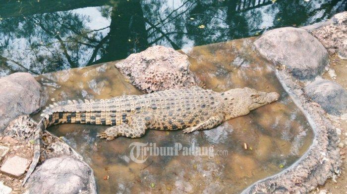 Buaya Berkeliaran di Sejumlah Titik Muara dan Bibir Pantai Kota ...