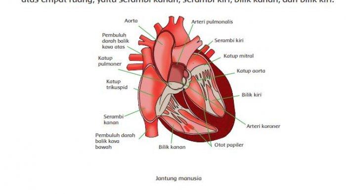 Diagram Alur terhadap Penyakit Lainnya yang Dapat Mengganggu Organ ...