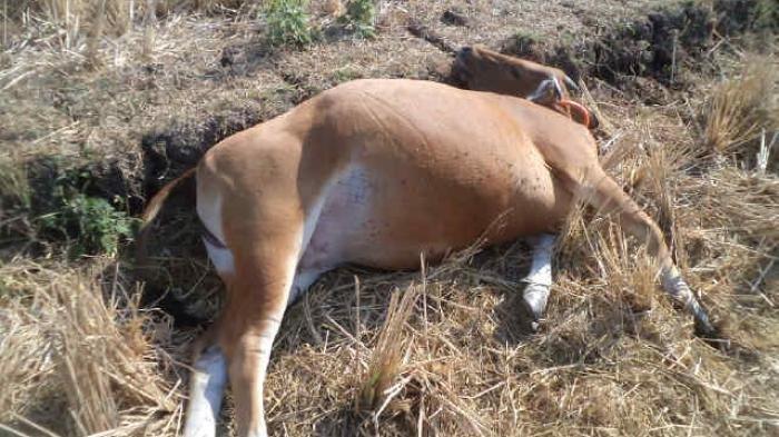Sapi Mati Mendadak di Limapuluh Kota karena Kabut Asap? Begini ...