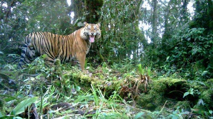 Fakta Lokasi Warga Riau Diterkam Harimau Sumatera, BKSDA: Bagian ...