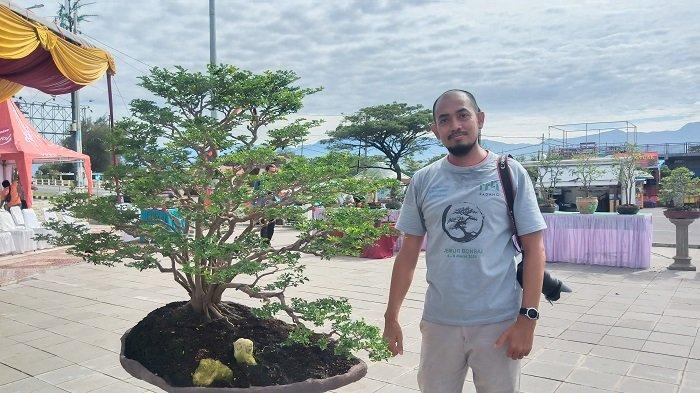 Tips Merawat Tanaman Bonsai Jeruk Kingkit, Harga Jual Bisa Tembus Rp ...