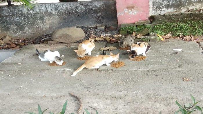Kisah Silvi Luktrisia,Perempuan Peduli Kucing Jalanan Di Kota Padang ...