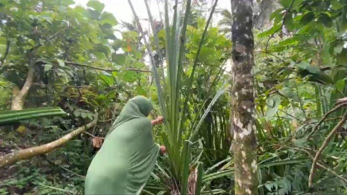 Cara Pembuatan Lapiak Pandan Ala Pengrajin di Sijunjung, Dijemur Kering ...