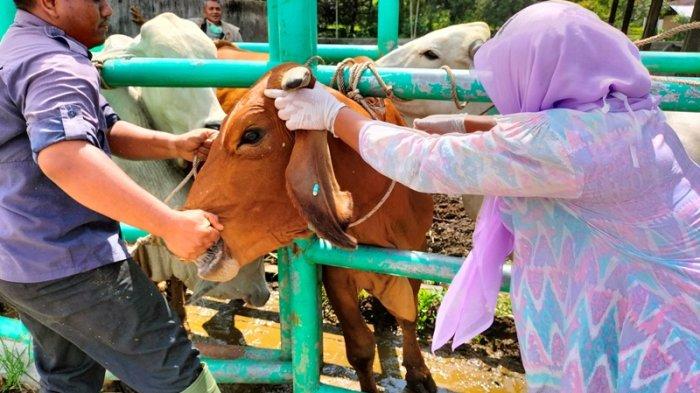63 Ekor Sapi di Padang Masih Positif Penyakit Mulut dan Kuku, 23 ...