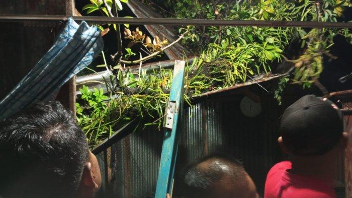 5 Pohon Tumbang Dampak Angin Kencang di Padang, Hambat Akses Jalan ...