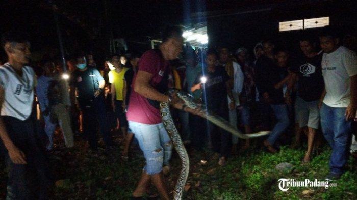 Tim Damkar Kota Padang Evakuasi Ular Piton 4 Meter, Warga Ramai ...