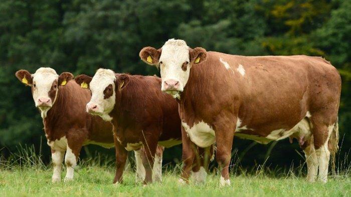 Banyak Pejabat yang Kurban Sapi Simmental Saat Idul Adha, Berapa Harga ...