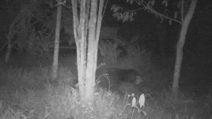 TERUNGKAP Misteri Makhluk Hitam Berbulu dan Busuk di Agam, Wujudnya ...