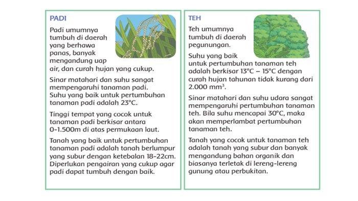 Kunci Jawaban Kelas 4 Tema 3 Halaman 32: Apa Kesimpulanmu Tentang Tanaman Padi dan Teh di Atas ...
