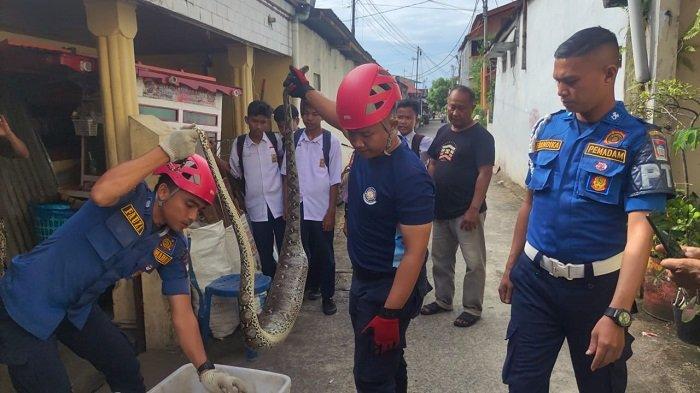 Damkar Evakuasi Ular Piton Panjang 2,5 Meter dari Plafon Rumah Warga ...