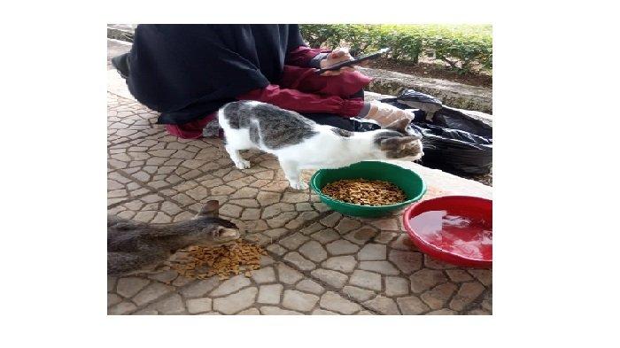 Peduli Kucing Jalanan, Yayasan Cats Sterilization Beri Makan Ratusan Kucing Terlantar di Padang ...