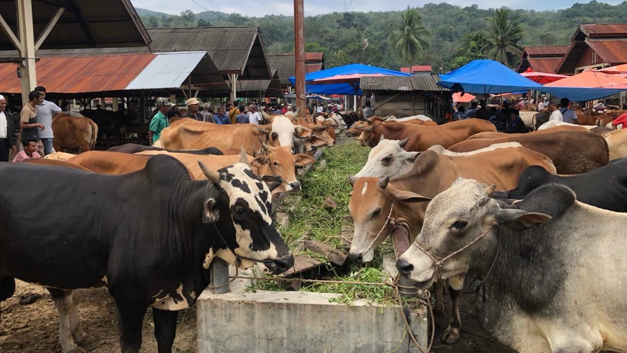 Daya Beli Hewan Kurban Pasar Ternak Palangki Sijunjung Menurun, Dijual ...