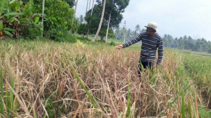 5 Cara Pengendalian Hama Wereng pada Tanaman Padi, Tingkatkan ...