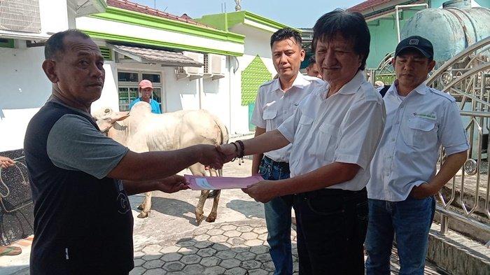 PT Perkebunan Minanga Ogan Bagikan 5 Ekor Sapi Kurban ke Penerima Manfaat - Sripoku.com