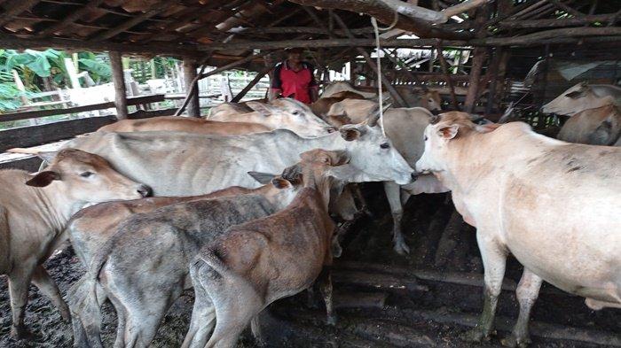 Penyakit Mulut dan Kuku pada Sapi tidak Berdampak pada Manusia, Namun ...
