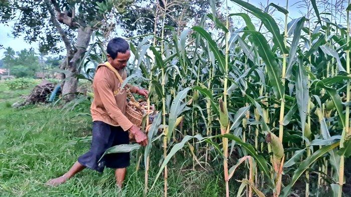 Tanam Jagung saat Menunggu Musim Hujan, Petani Jagung di OKU Timur ...