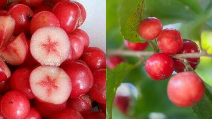 Manfaat Buah Lobi-lobi, Bisa Obati 10 Penyakit Berbahaya, Termasuk ...