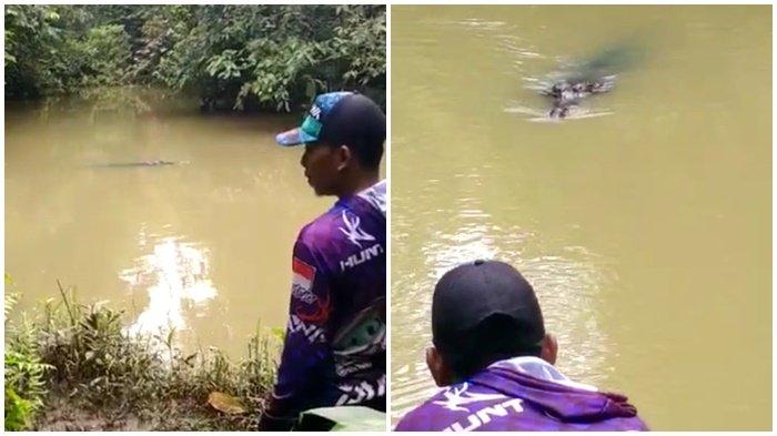 Sering Muncul dan Terlihat Jinak, Kehadiran Buaya Senyulong Jadi ...