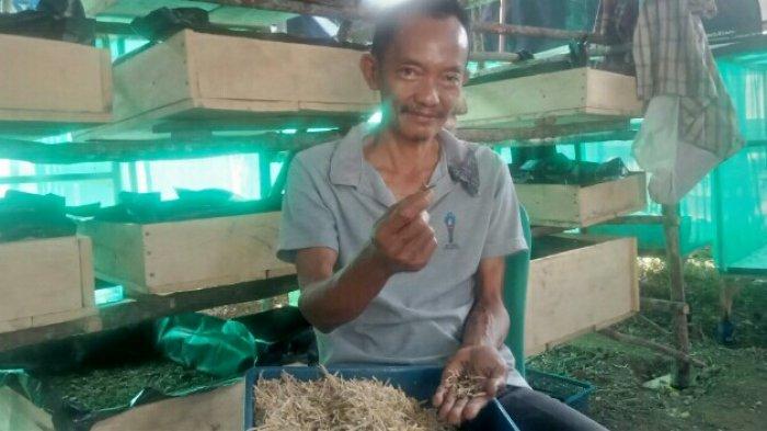 Budidaya Ulat Maggot yang Bisa Dijadikan Makanan Ikan, Bisa Pangkas ...