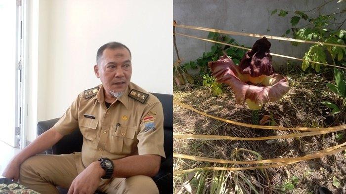 Bunga Bangkai Yang Viral Ditemukan Warga Padang Selasa Palembang, Masih ...