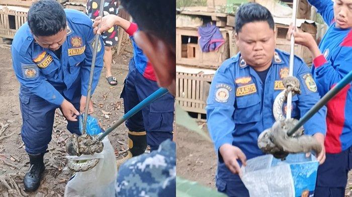 Petugas Damkar PALI Evakuasi Ular Sanca 3 Meter yang Sembunyi di ...