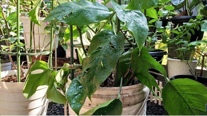 Cara Mudah Repotting Tanaman Daun Ekor Naga, Hanya Perlu Pilih Bagian ...