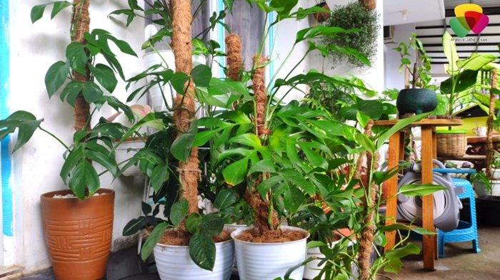 Tips Membuat Daun Ekor Naga Cepat Tumbuh dalam Tiga Pekan Hanya Perlu ...