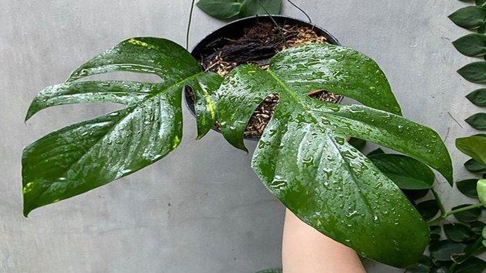 Trik Tanaman Daun Ekor Naga agar Tumbuh Subur & Hijau Segar, Perhatikan ...