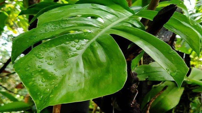 CARA Membudidayakan dan Merawat Tanaman Daun Ekor Naga, Ternyata Mudah ...