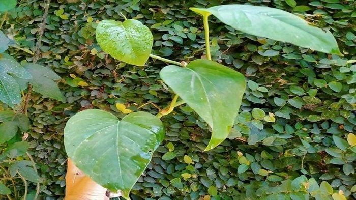 Langkah Mudah Memperbanyak Daun Ekor Naga Dijamin Tumbuh dalam Sebulan ...