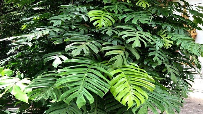 Ingin Tanaman Daun Ekor Naga Tumbuh Tinggi dan Tegak? Pastikan tak ...