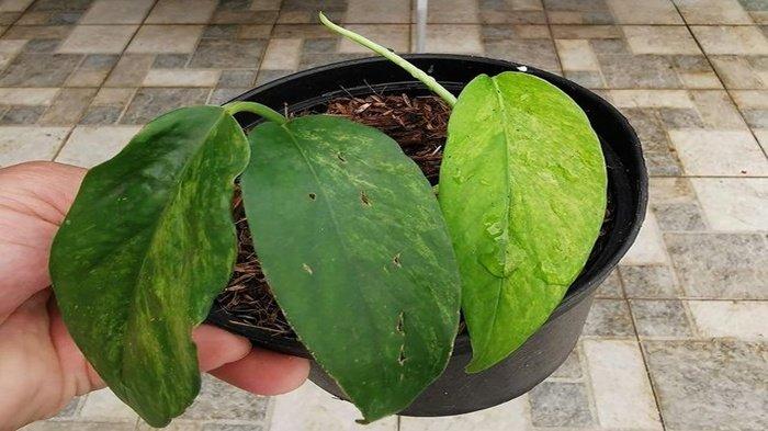 Daun Tanaman Daun Ekor Naga Sering Layu dan Rusak? Begini Cara ...