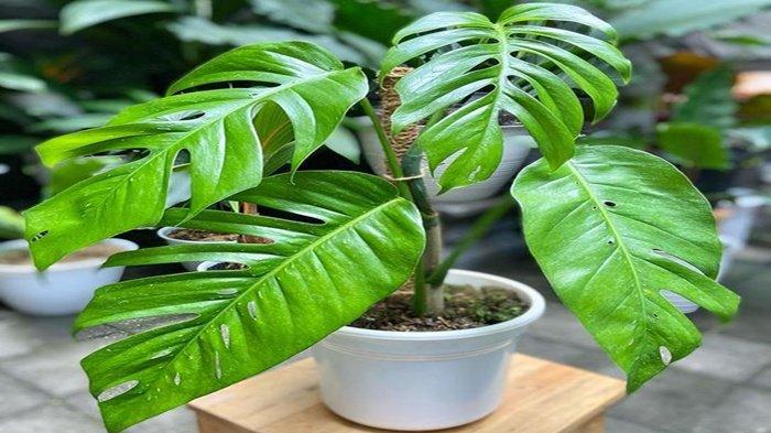 Takaran Pas Pemberian Pupuk pada Tanaman Daun Ekor Naga, Perhatikan Ini ...