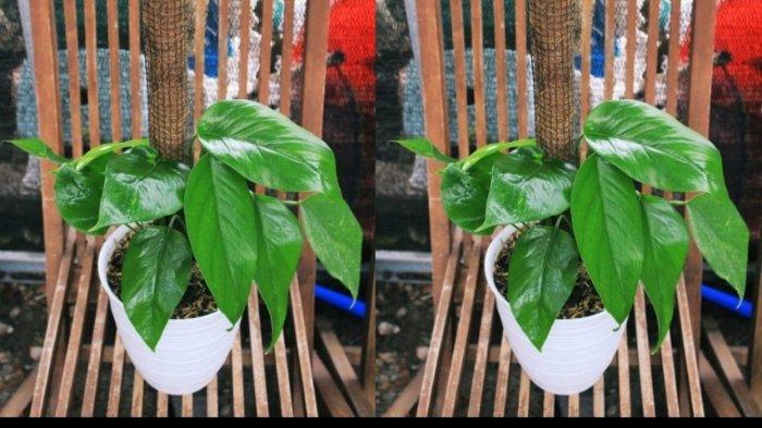 Langkah Mudah dan Sederhana agar Tanaman Daun Ekor Naga Cepat Membelah ...