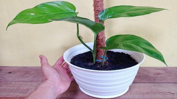 Kapan Turus Tanaman Daun Ekor Naga Harus Diganti? Begini Cara Pasang ...