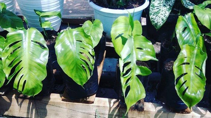 Cara Sederhana Memperbanyak Tanaman Daun Ekor Naga, Lekas Tumbuh Subur ...