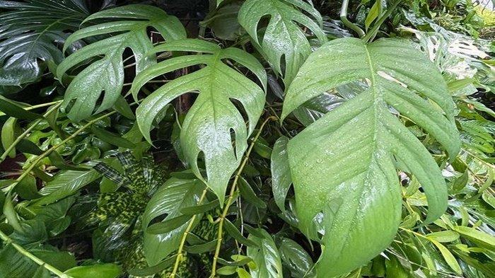 Mengenal Daun Ekor Naga dan Segudang Manfaatnya, Ternyata Bisa Tangkal ...