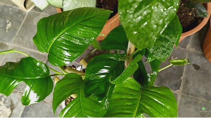 4 Cara Sederhana Memperbanyak Tanaman Daun Ekor Naga, Dijamin Gampang ...