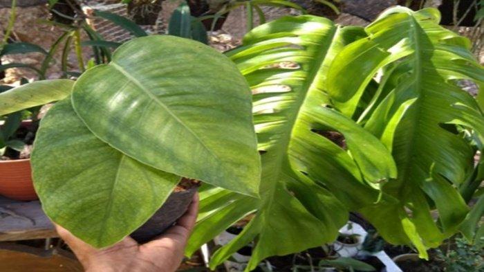 Ingin Tanaman Daun Ekor Naga Cepat Membelah, Ikuti Beberapa Langkah ...