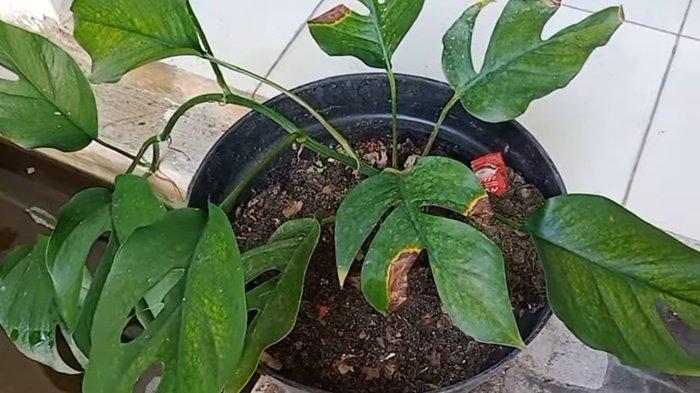 CARA Mudah & Sederhana agar Tanaman Daun Ekor Naga Cepat Membelah, Cuma ...