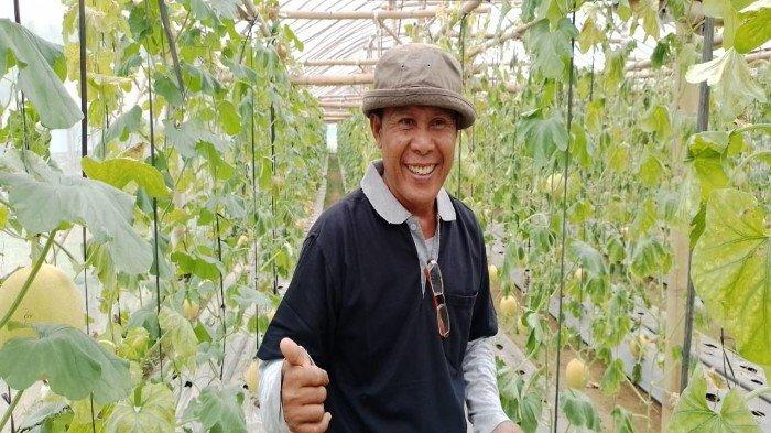 Awalnya Dicibir, Gus Dayat Sukses Kembangkan Melon Green House di ...