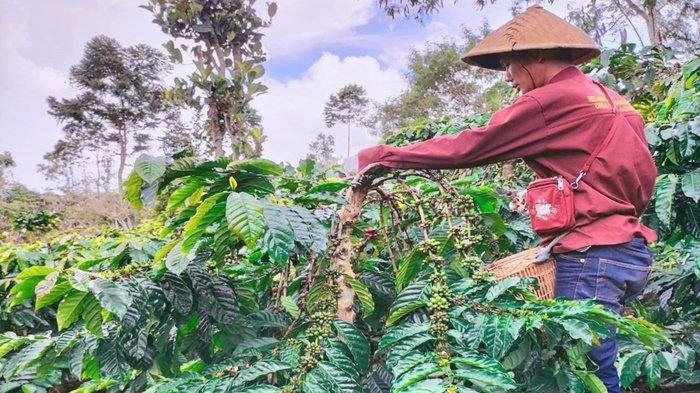 Harga Kopi Arabika di Muara Enim Tembus Rp 110 Perkilogram - Sripoku.com