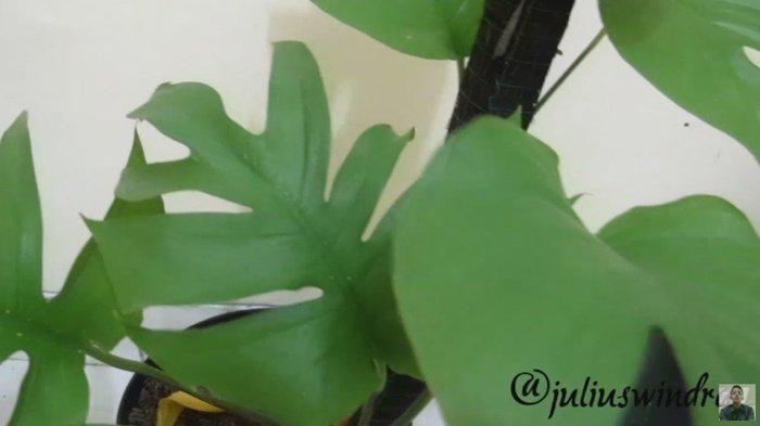 Tips Perawatan Mudah Daun Ekor Naga agar tak Cepat Layu dan Menghitam ...