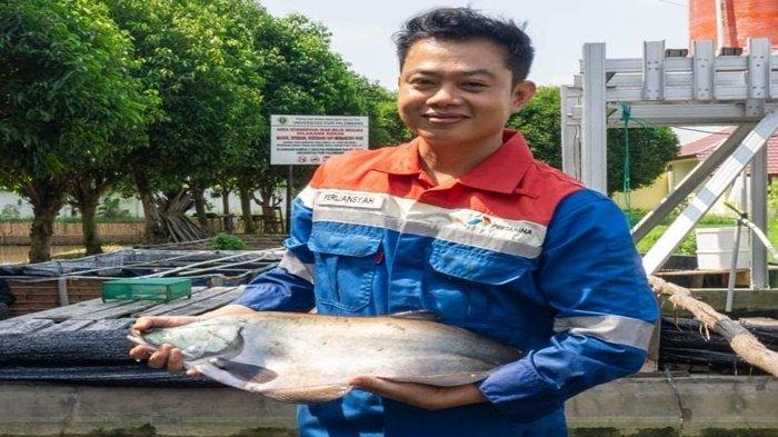 Sempat Dinyatakan Punah, Ikan Belida Chitala Lopis Ternyata Masih Ada ...