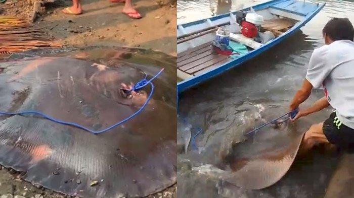 Nelayan Tangkap Ikan Pari Raksasa di Perairan Sungai Ogan Kabupaten OKU ...