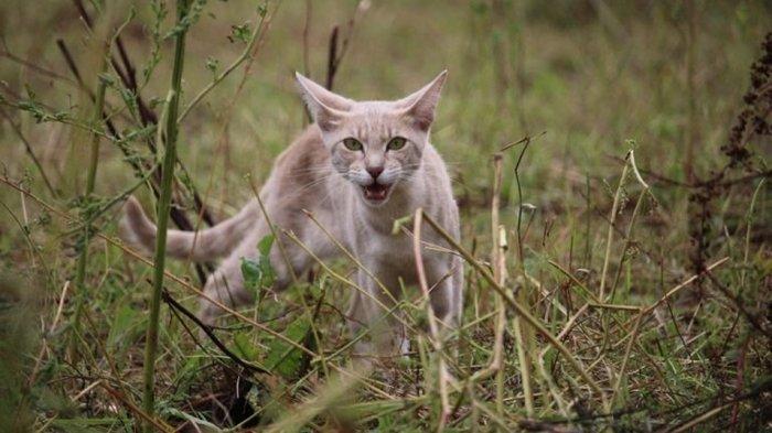 ADA Banyak Makna, Berikut 6 Kebiasaan Unik Kucing, Termasuk yang Bikin ...