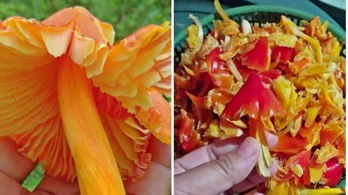 Musim Hujan, Warga OKI Sumsel Ramai Cari Jamur Merah Langka di Kebun ...