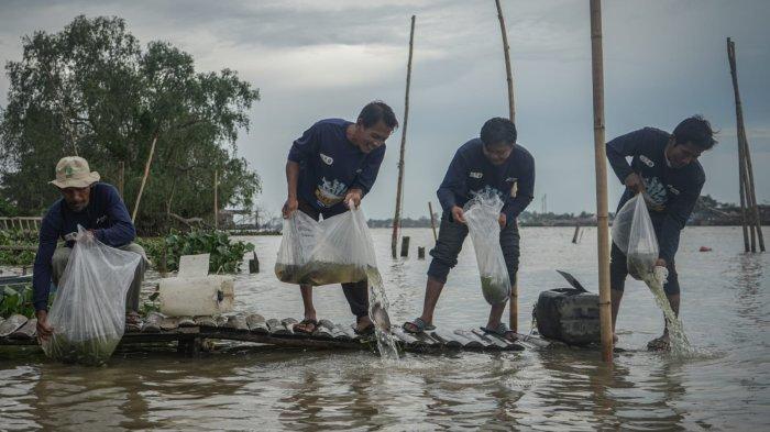 Kelompok Pembudidaya Ikan Sungai Gerong Banyuasin Rilis Ratusan Ikan ...